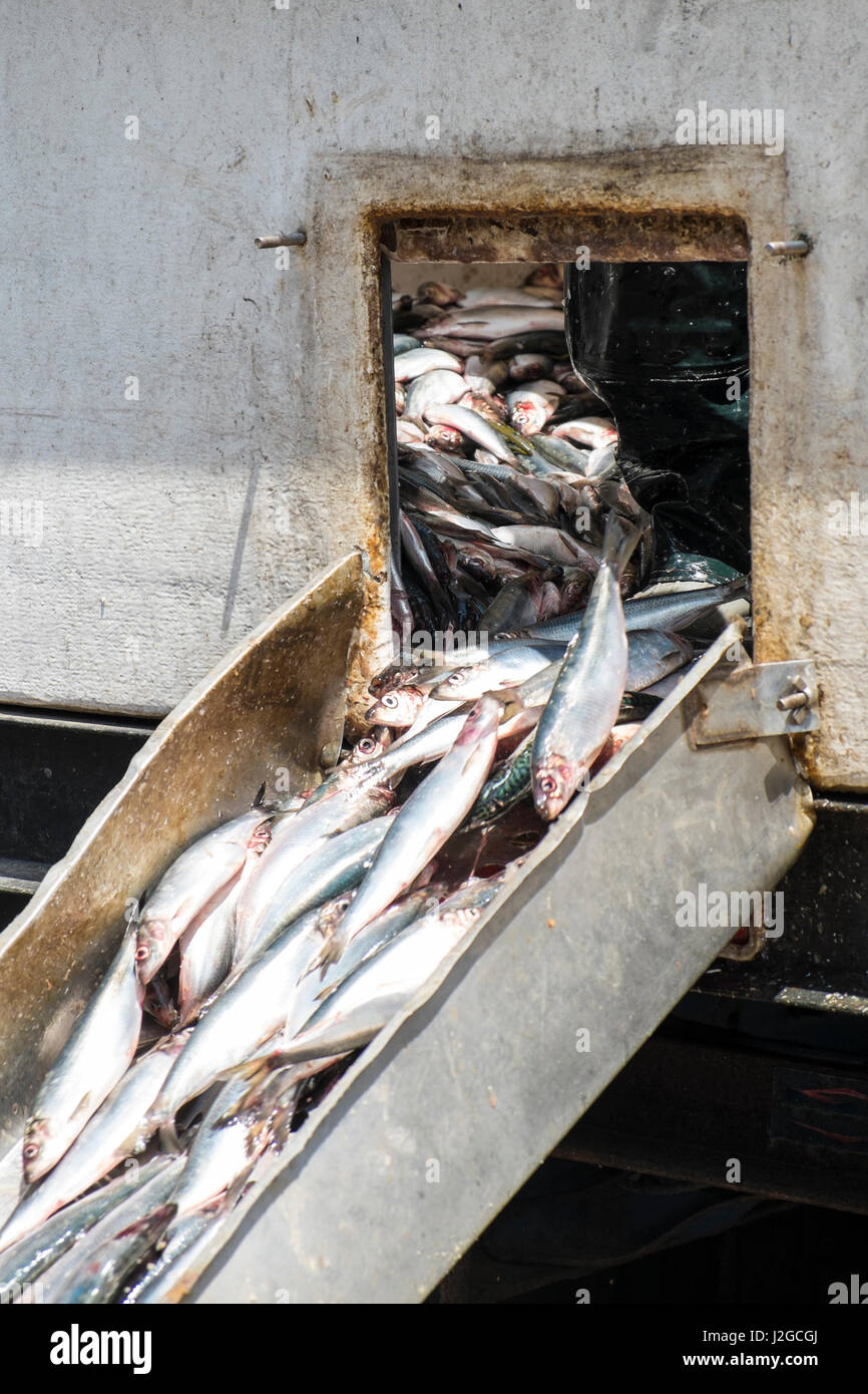 Kennebunkport, Maine, USA. Fish unloading from truck to be preserved ...