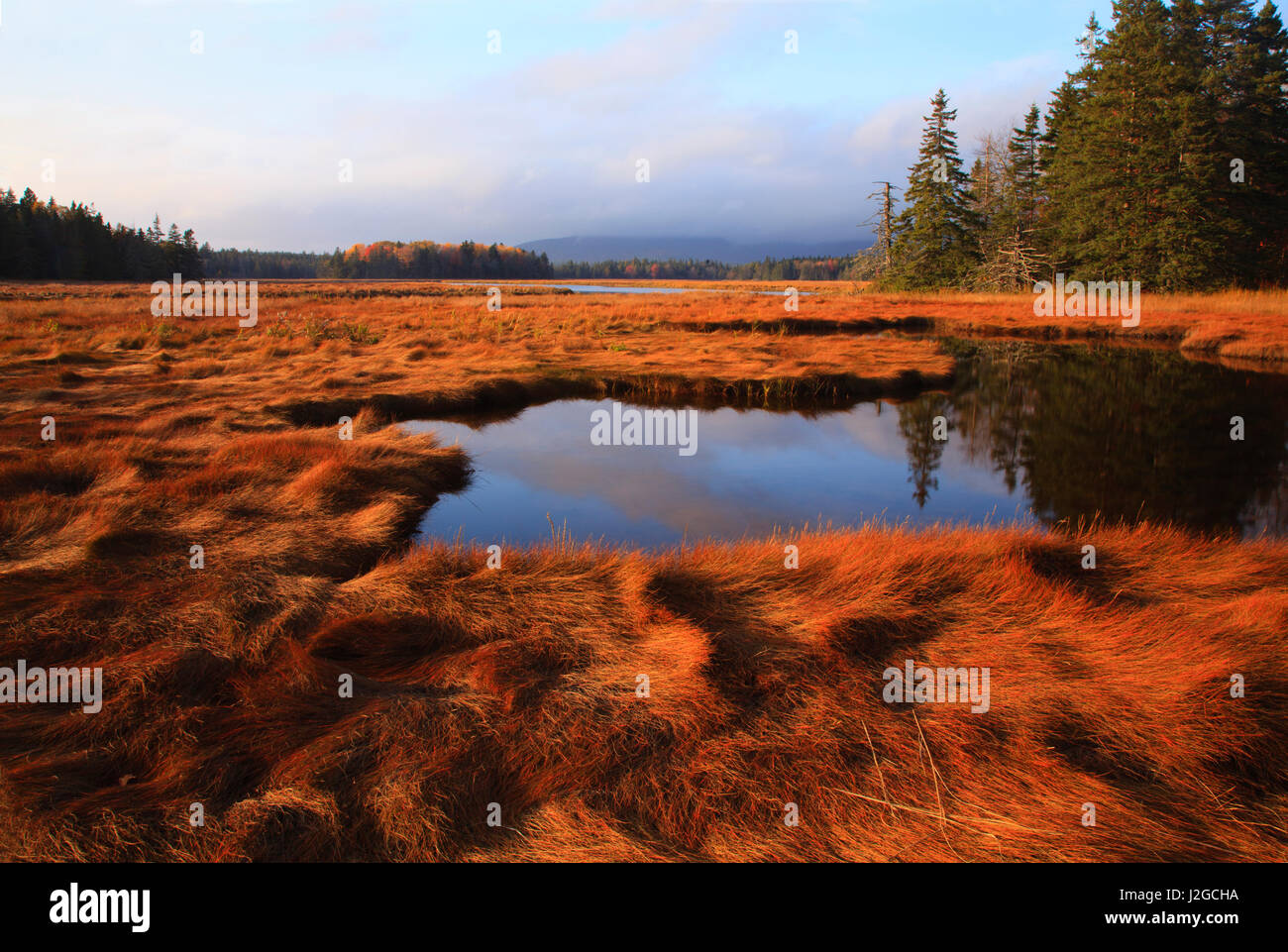 USA, Maine, Marsh grass and pond near Acadia National Park Stock Photo ...