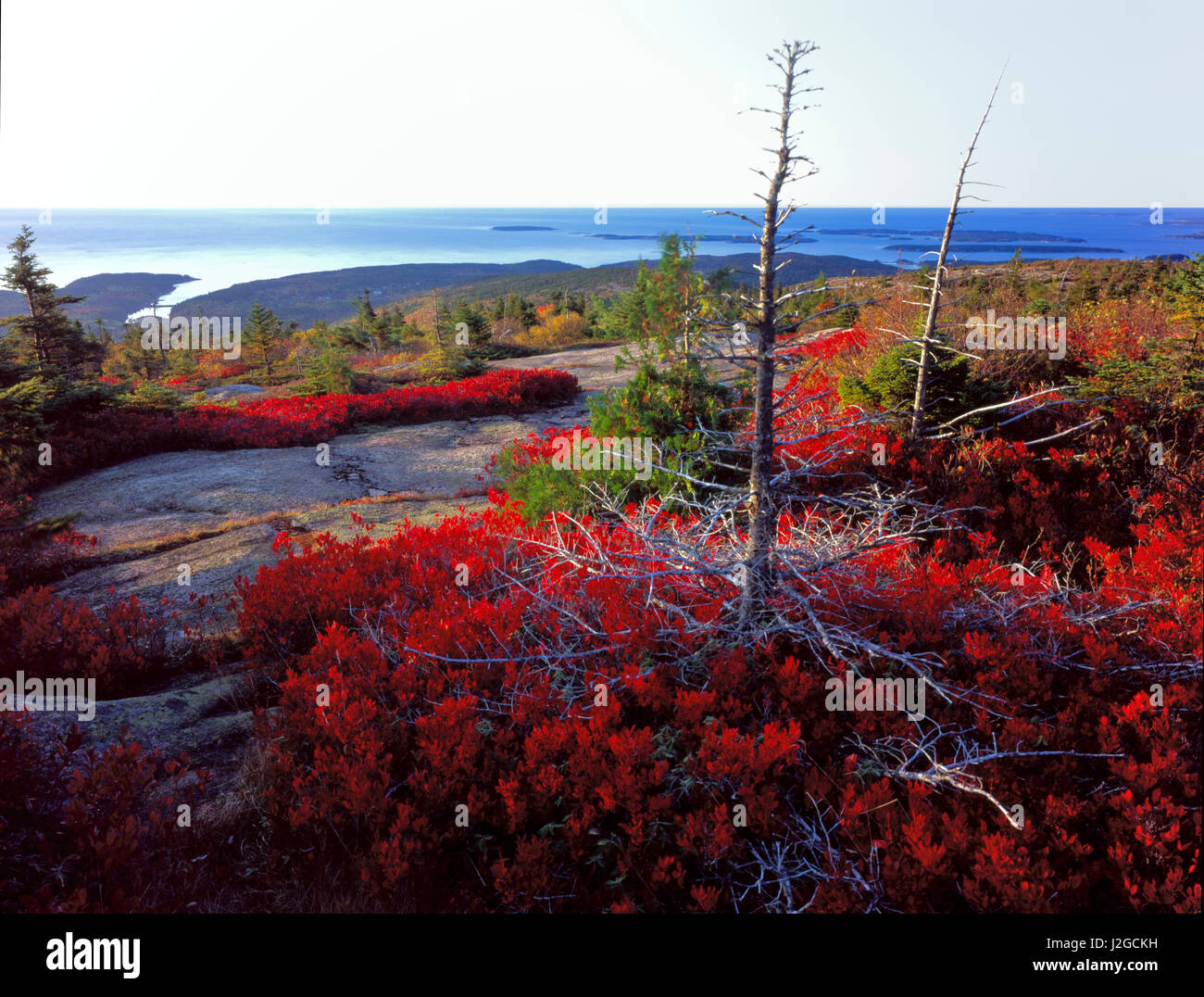 Acadia National Park, Maine. USA. Scarlet foliage of black huckleberry ...