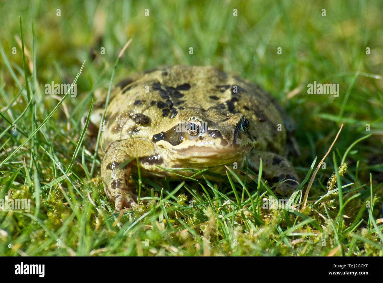 A common frog Stock Photo - Alamy