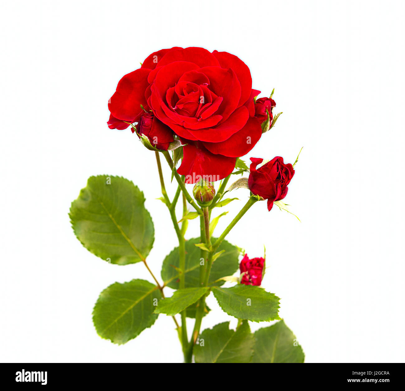 perfect red rose flower on white background Stock Photo - Alamy