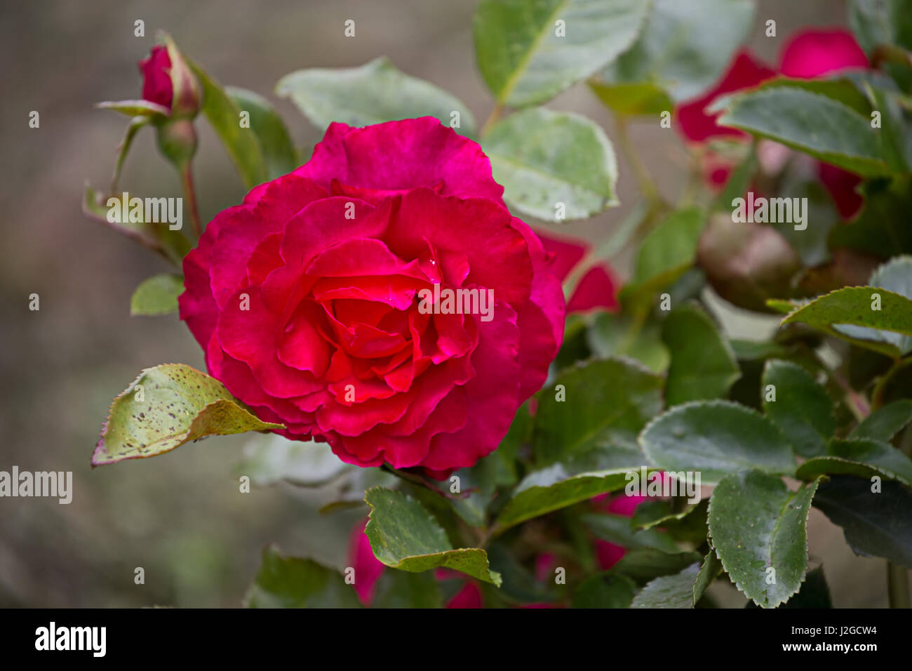 Perfect Red rose flower in the garden Stock Photo - Alamy