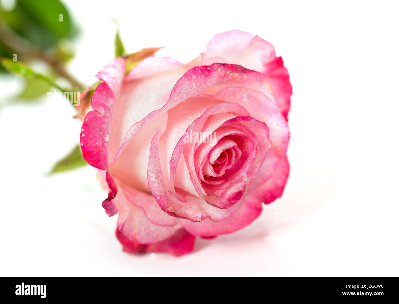 Fresh pink roses on a white background Stock Photo - Alamy