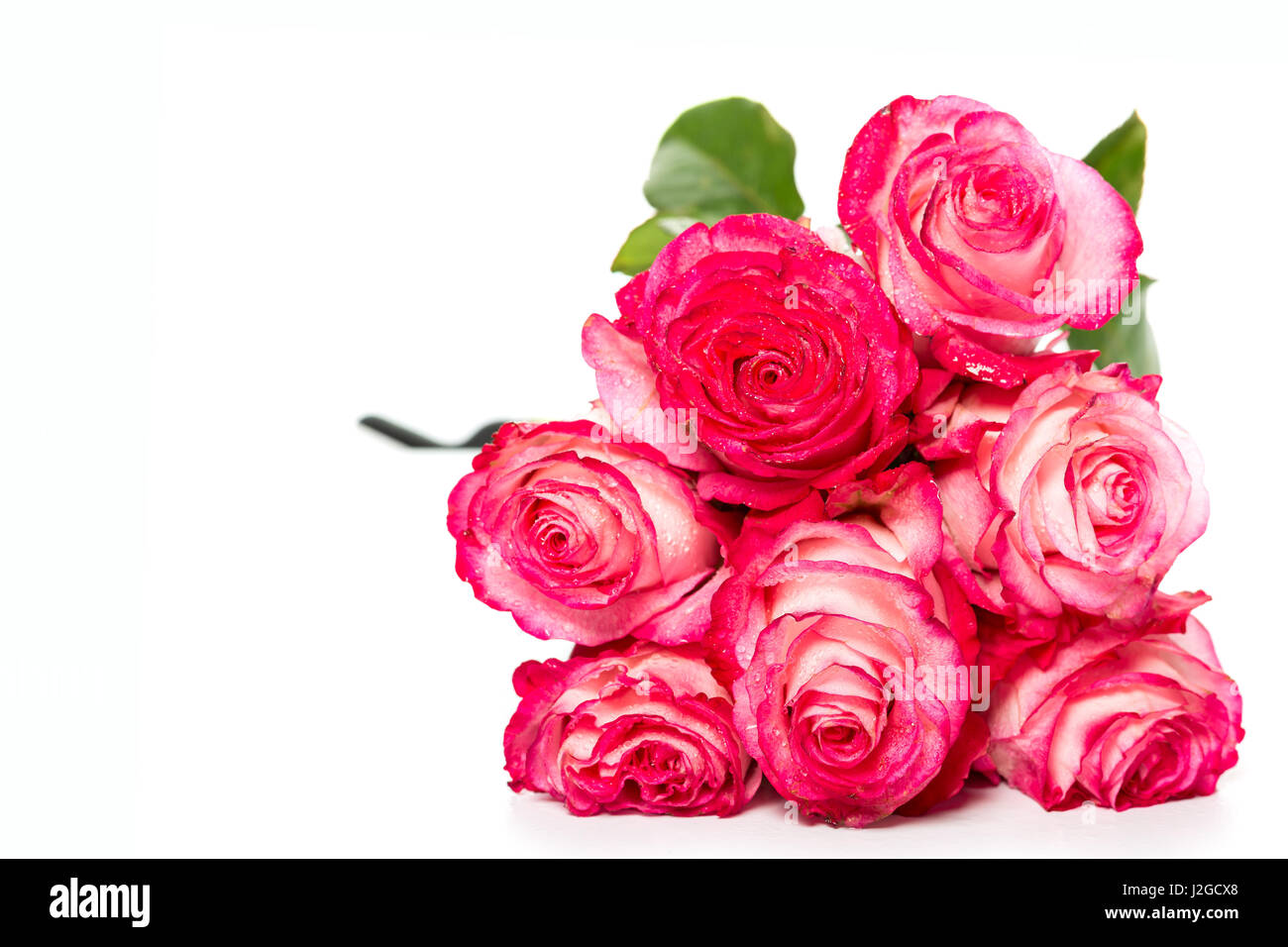 Fresh pink roses on white background Stock Photo - Alamy