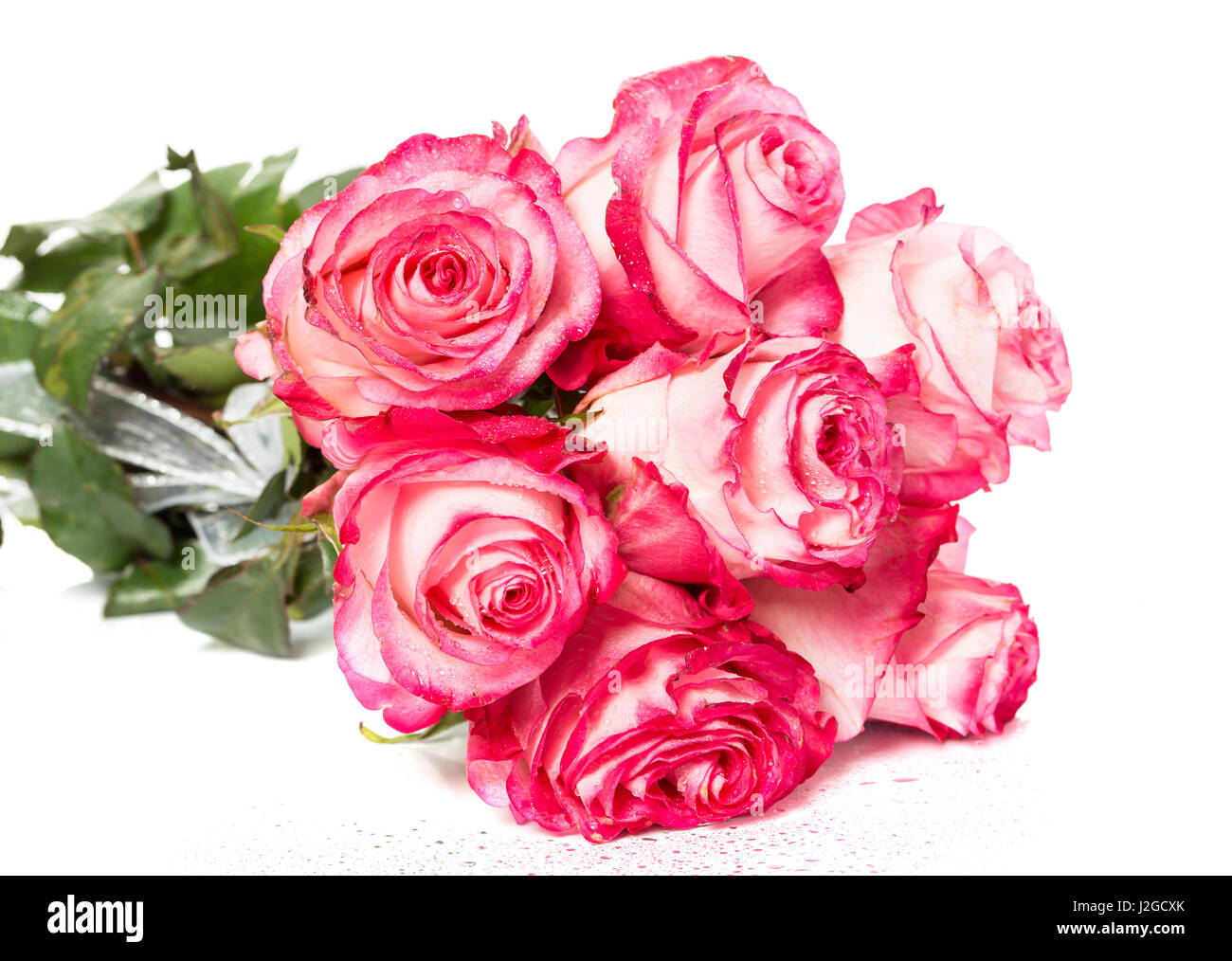 Fresh pink roses on white background Stock Photo - Alamy