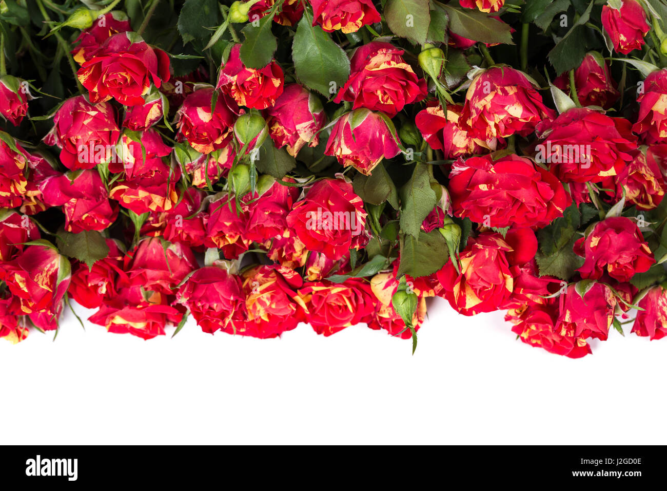 Perfect bushed red roses valentines day background Stock Photo - Alamy