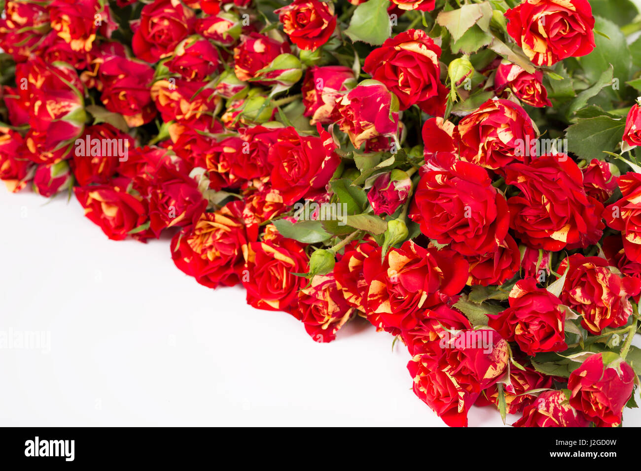 Bushed red roses background on valentine day Stock Photo - Alamy