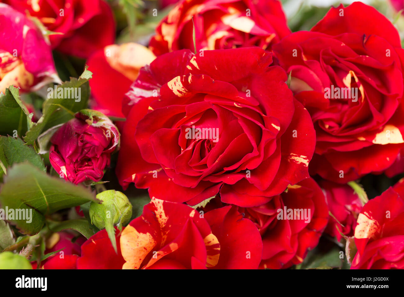 Bushed red roses background on valentine day Stock Photo - Alamy