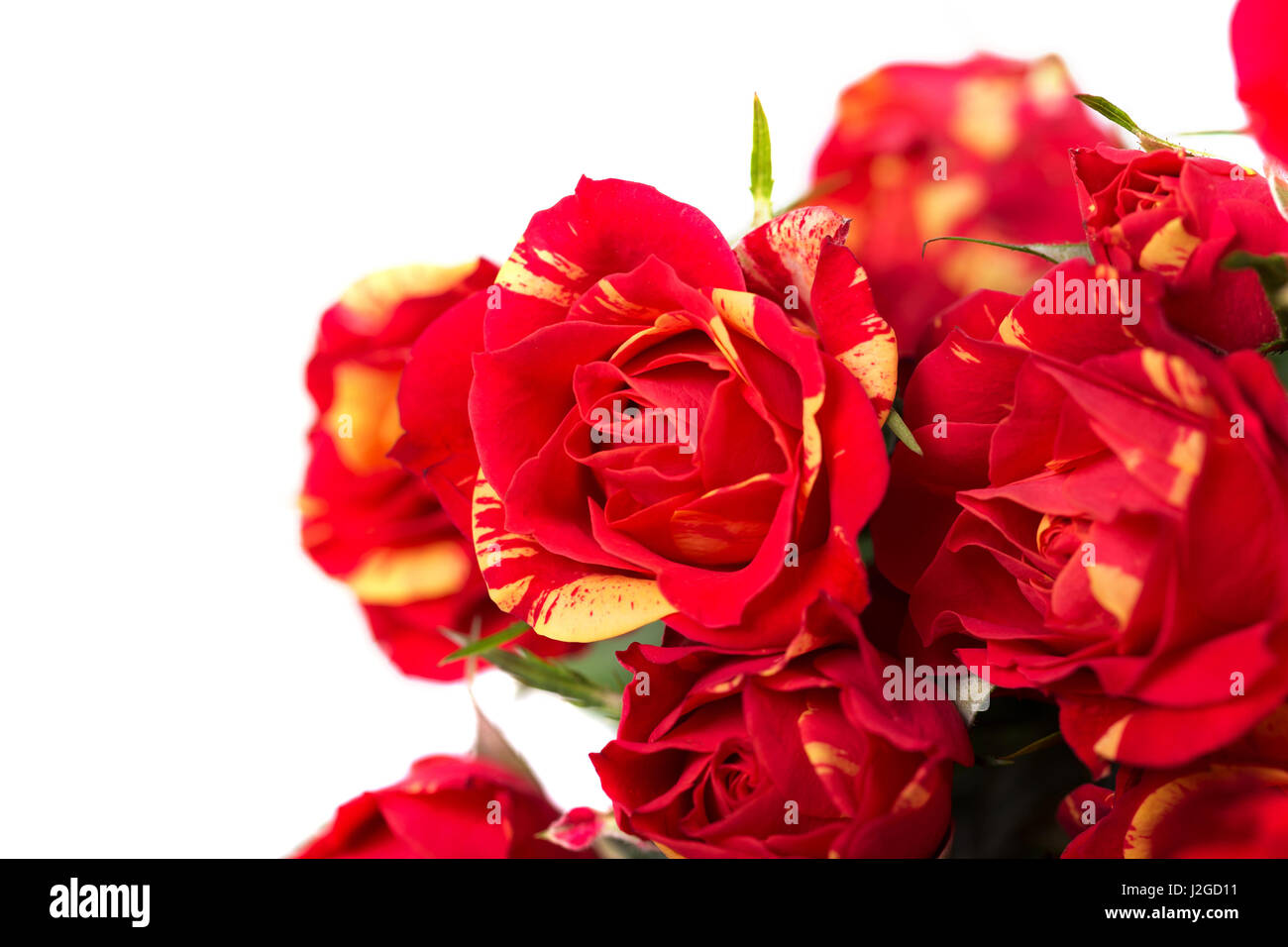 Bushed red roses on a white background Stock Photo - Alamy