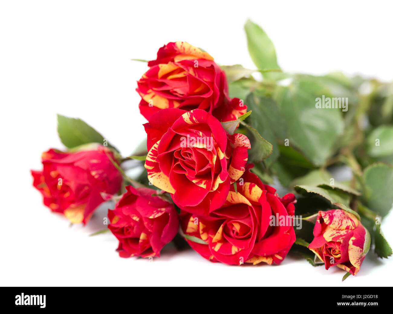 Bushed red roses on a white background Stock Photo - Alamy