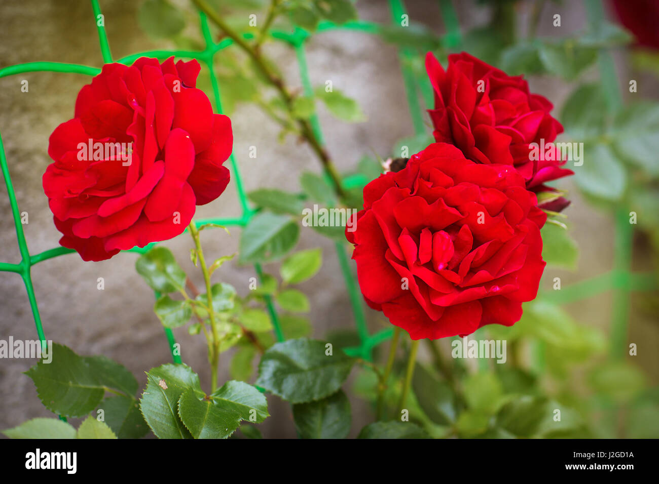 Red roses in the garden Stock Photo - Alamy