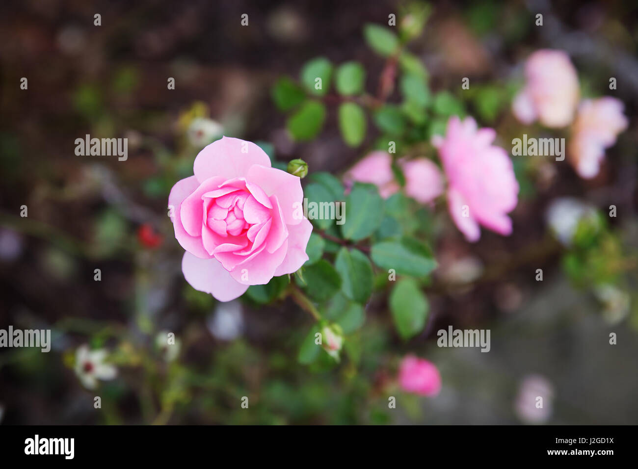Perfect pink Roses in the garden Stock Photo - Alamy