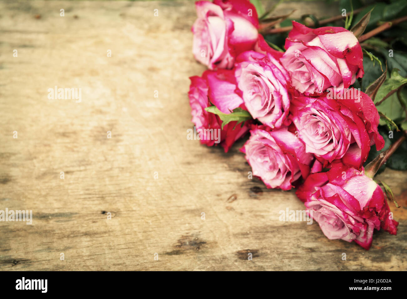 Fresh pink roses on a white background Stock Photo - Alamy
