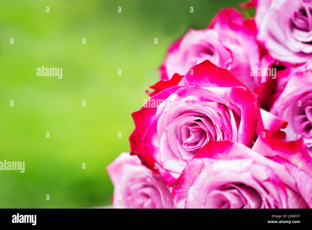 Pink fresh roses on a wooden background Stock Photo - Alamy