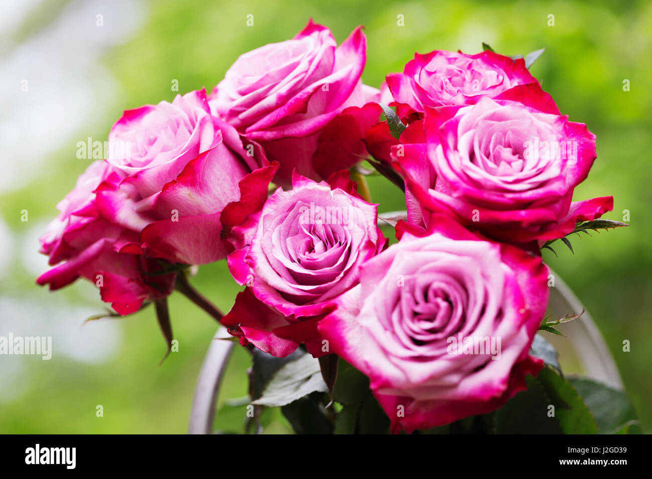 Pink fresh roses on a wooden background Stock Photo - Alamy