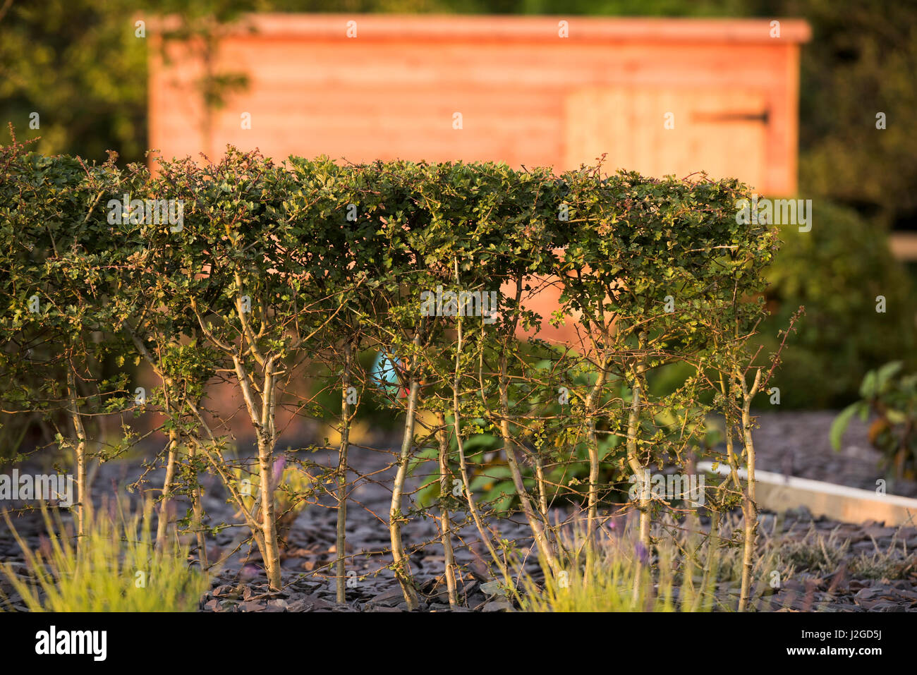 Small sunny corner of a beautiful, private garden, Yorkshire, England ...