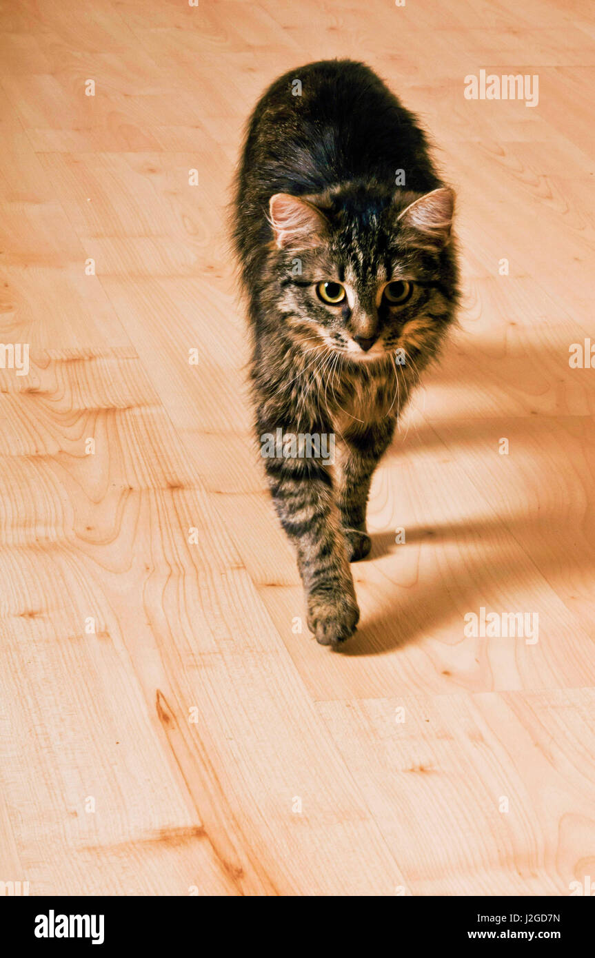 Domestic tabby cat hi-res stock photography and images - Alamy