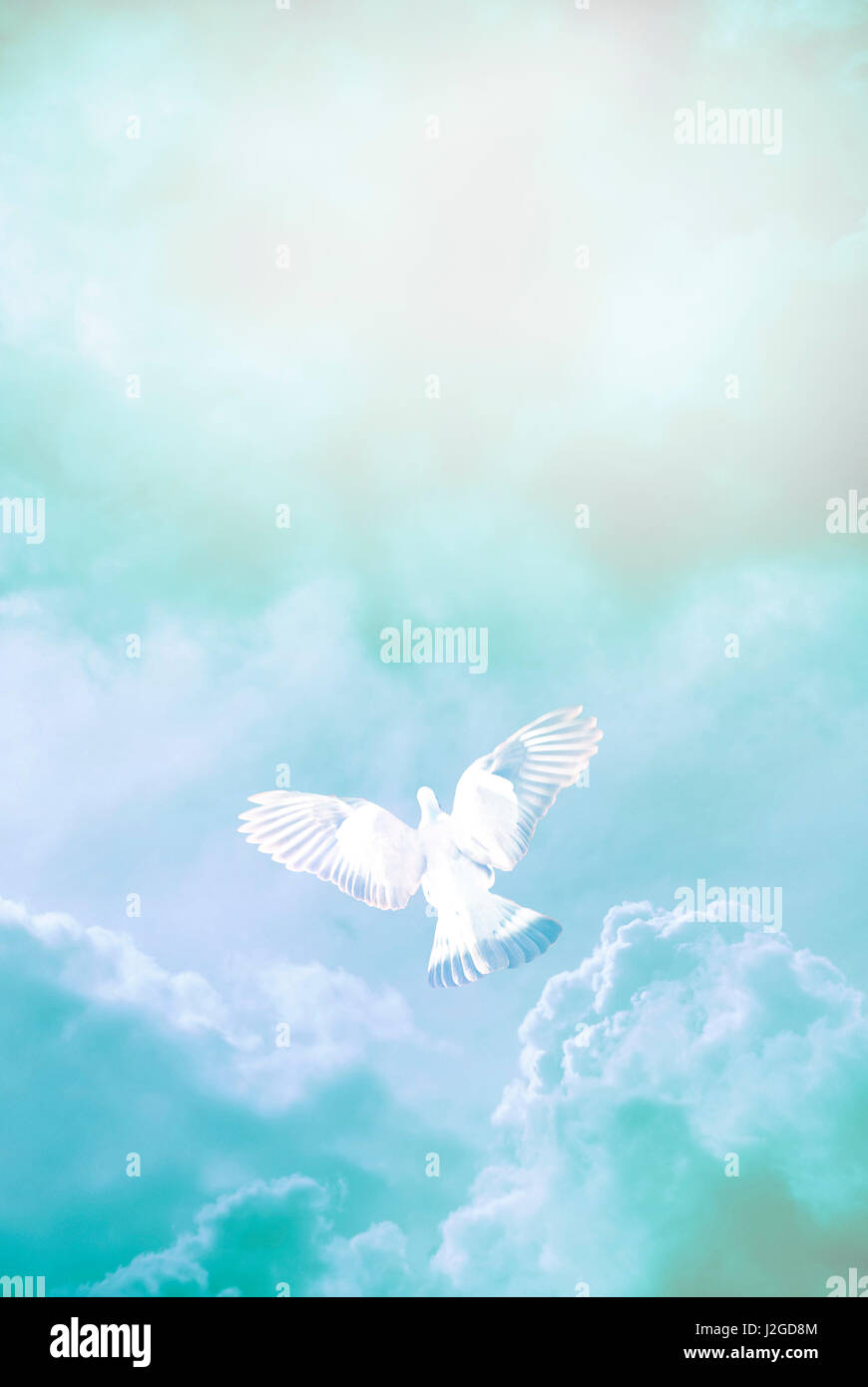 Pigeon flying toward hi-res stock photography and images - Alamy