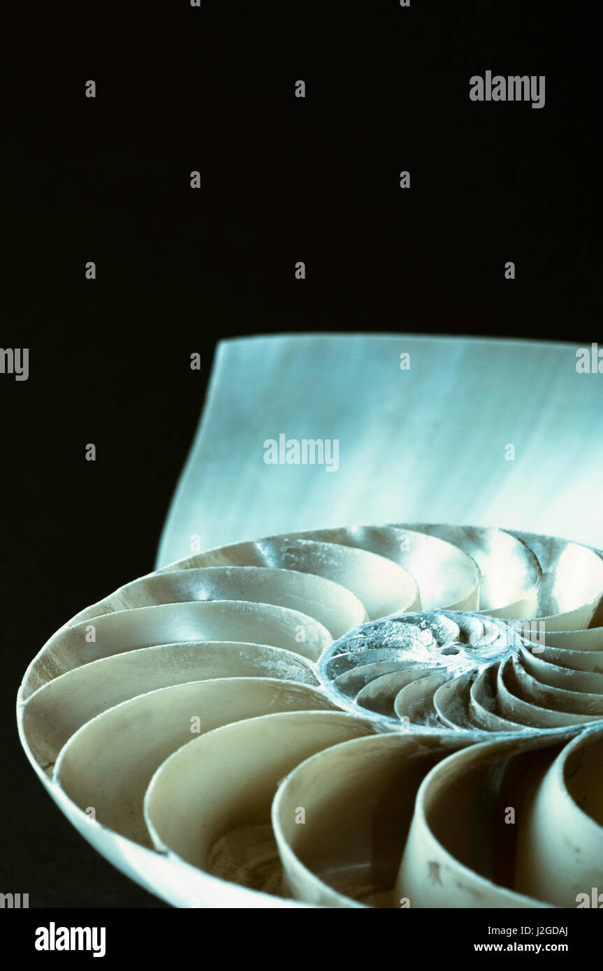 Cut nautilus hi-res stock photography and images - Alamy