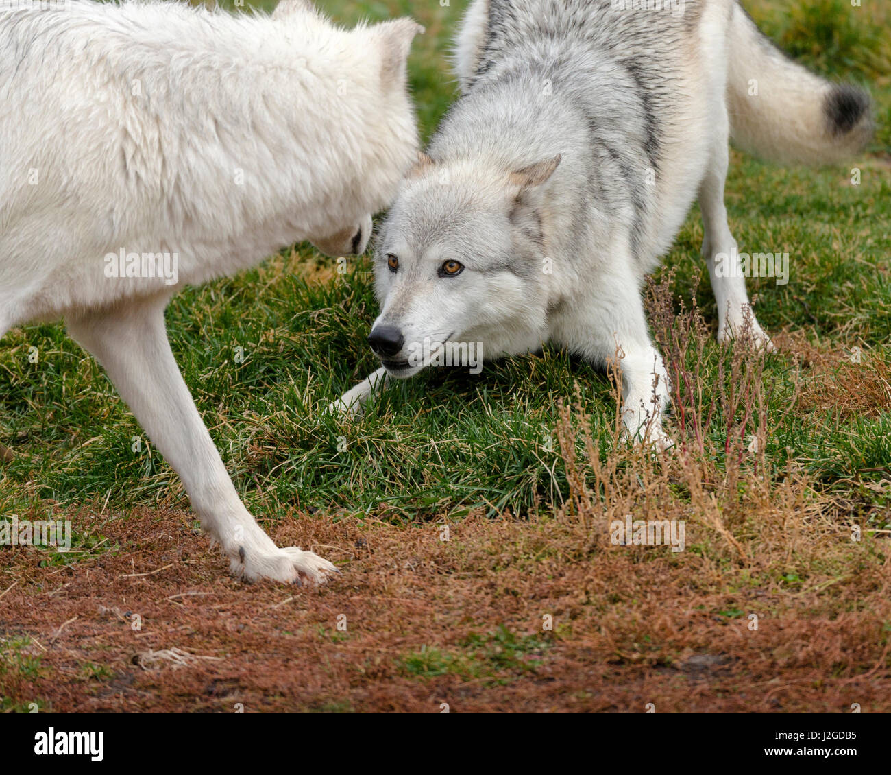 Gray Wolves showing dominance, Canis lupus, Controlled, West ...