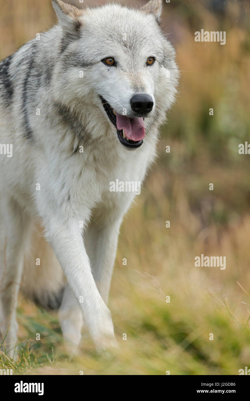 Gray wolf running in a fall drizzle hi-res stock photography and images ...