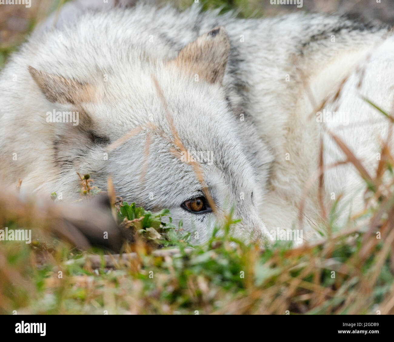 Wolf introduction at yellowstone hi-res stock photography and images ...