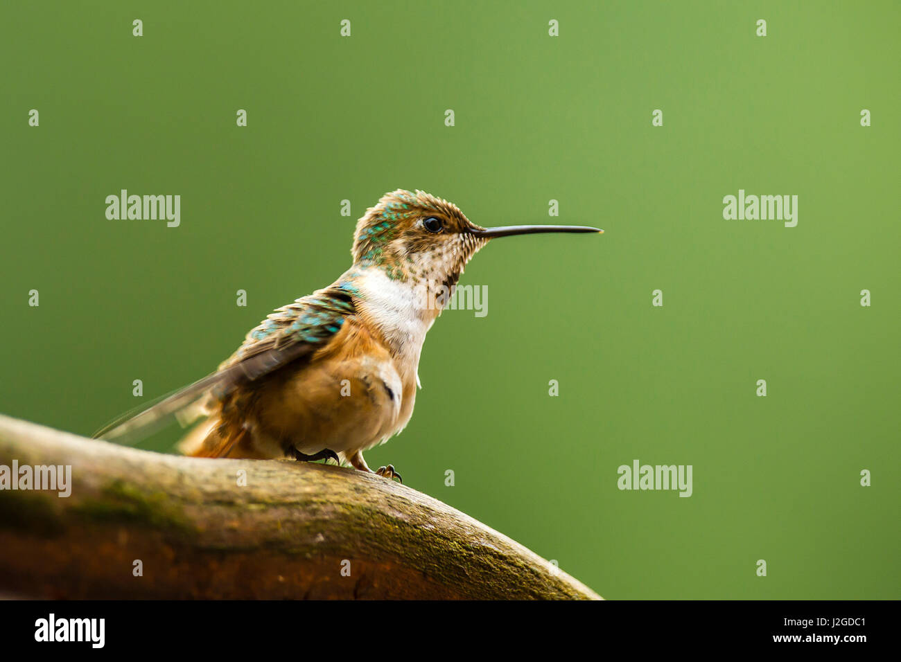 North Fork Flathead River. Calliope Hummingbird perched Stock Photo - Alamy
