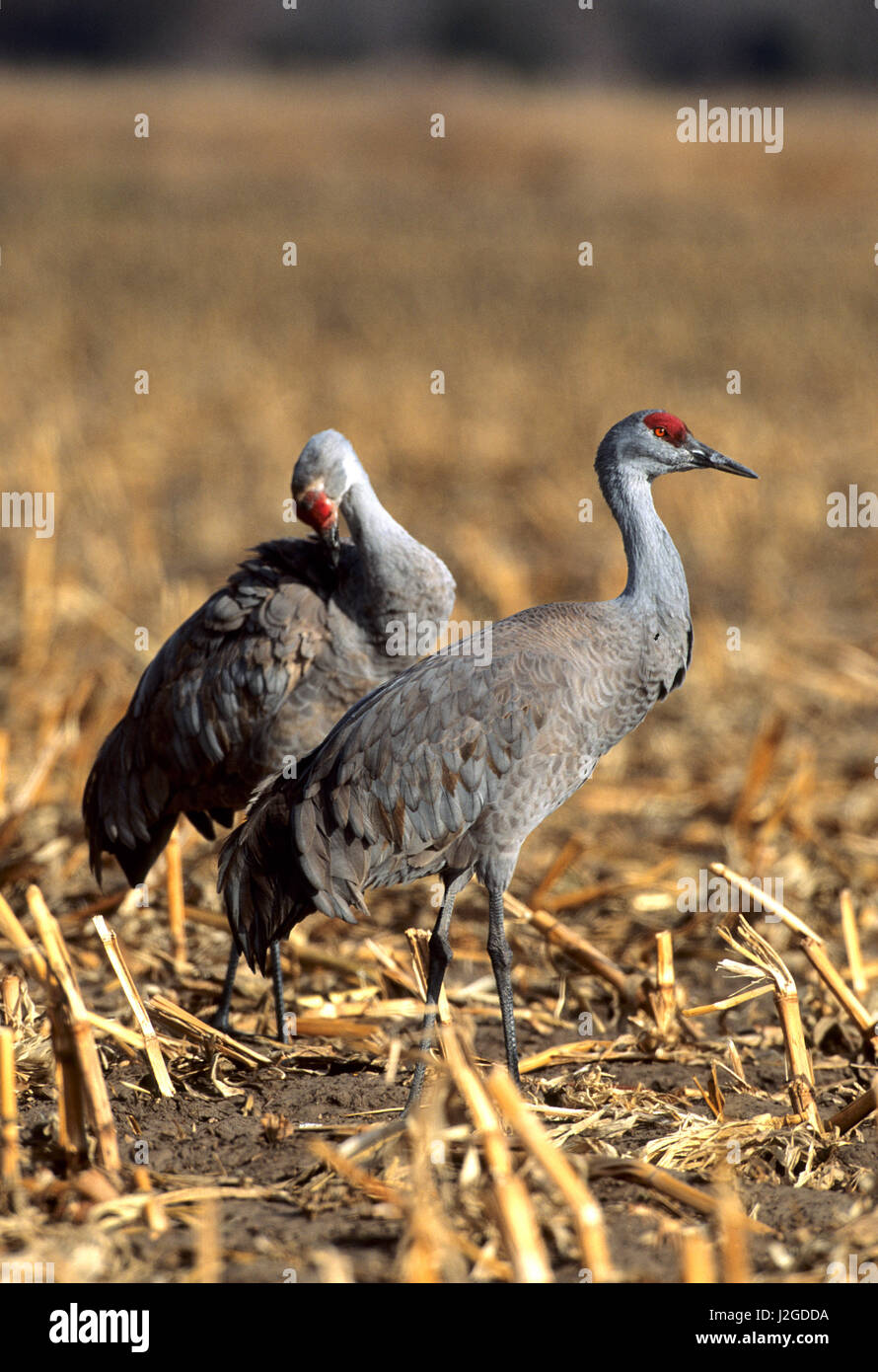 Sandhill Cranes (Grus canadensis) in corn field near Kearney, Nebraska ...