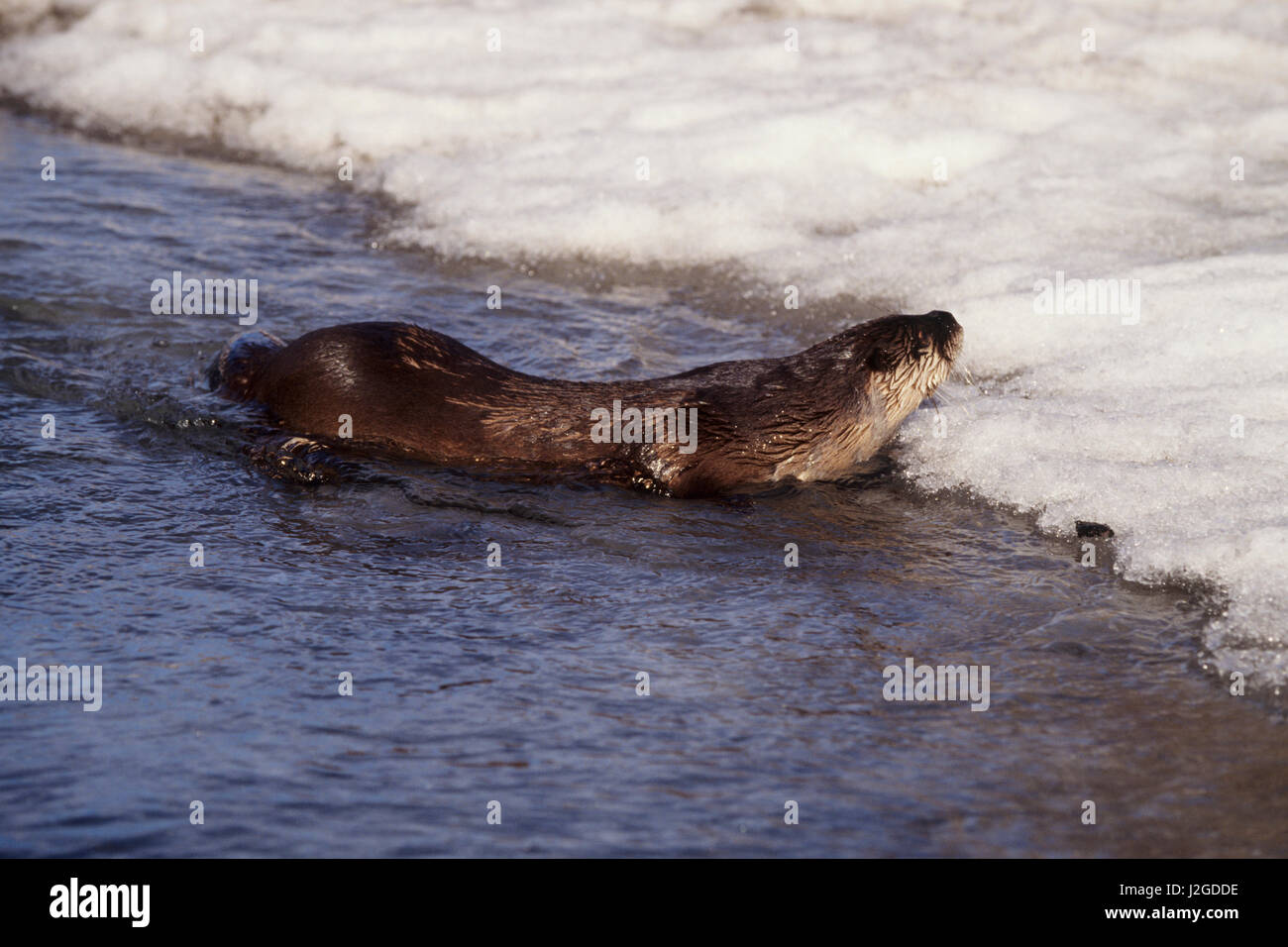 River Otter (Lutra canadensis) swimming in a stream, Montana Stock ...