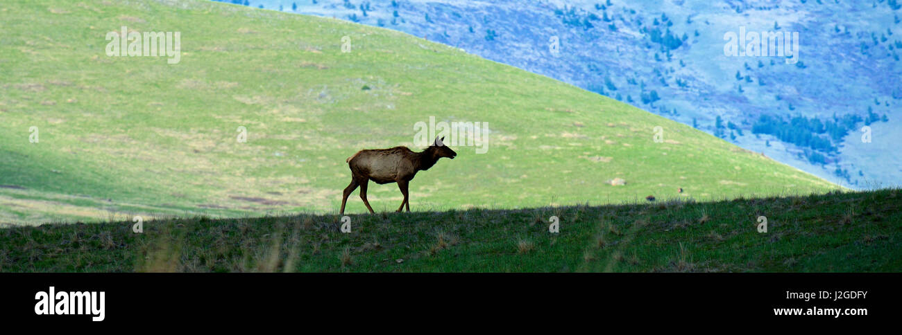 Elk or wapiti (Cervus canadensis) in spring on the National Bison Range ...