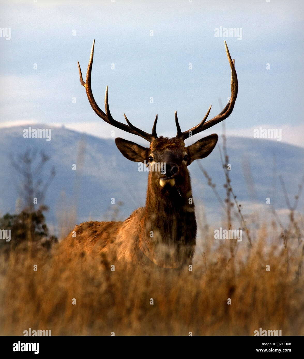 Big Elk with large rack of horns, National Bison Range, Charlo, Montana ...