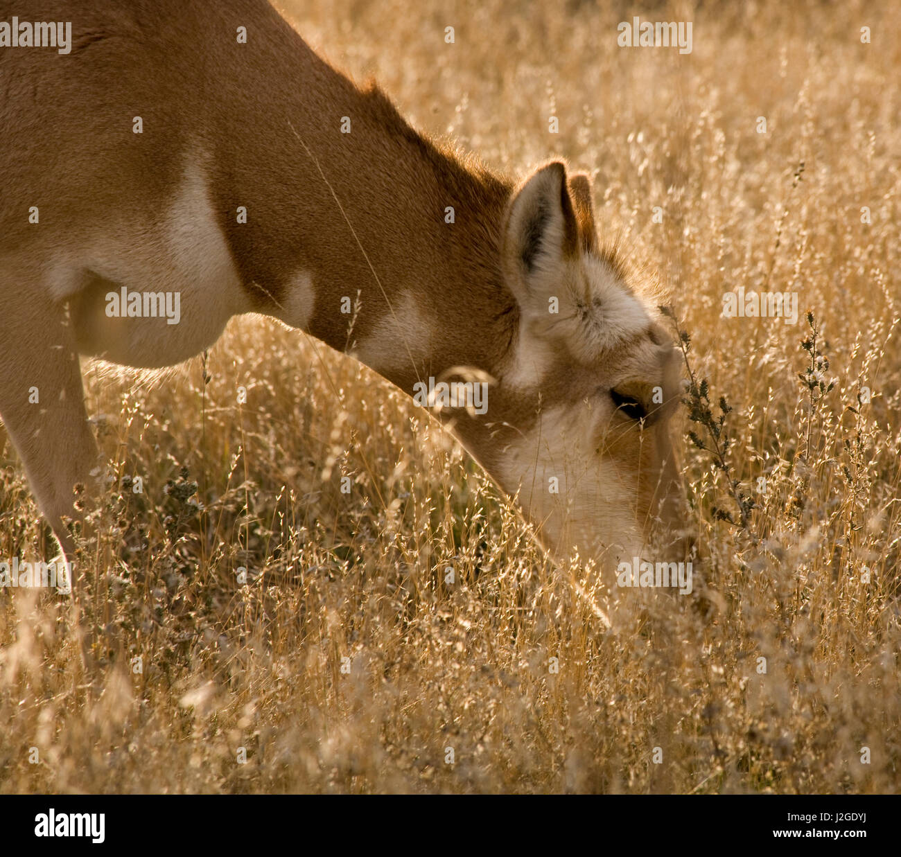 Pronghorn Antelope grazing, National Bison Range, Charlo, Montana ...