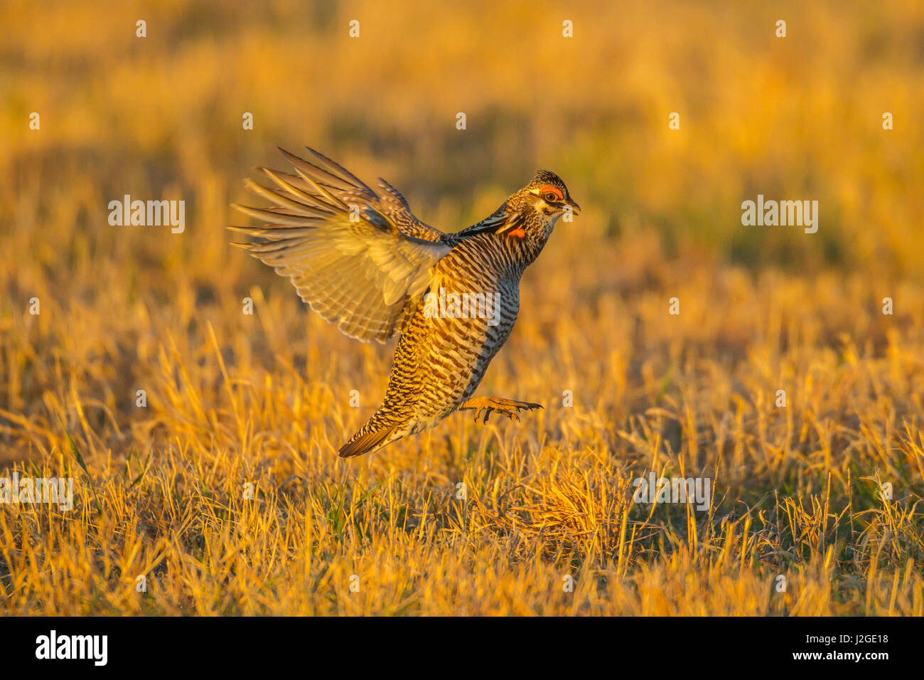 USA, Nebraska, Sand Hills. Greater prairie chicken male taking flight ...