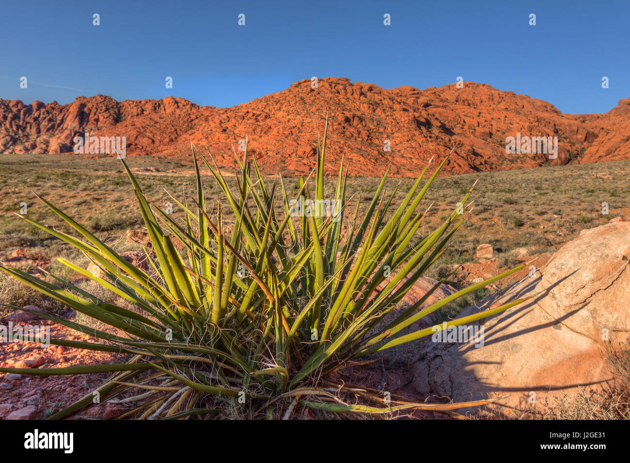 USA, Nevada. Red Rock Canyon National Conservation Area. Mojave Yucca ...