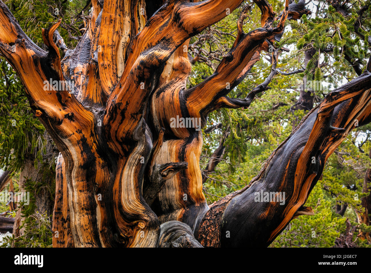 USA, Nevada, Great Basin National Park. Bristlecone pine tree. Credit ...