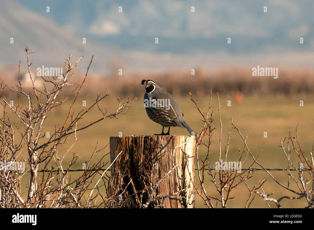 A California quail on a fence post in the Carson Valley of Nevada Stock ...