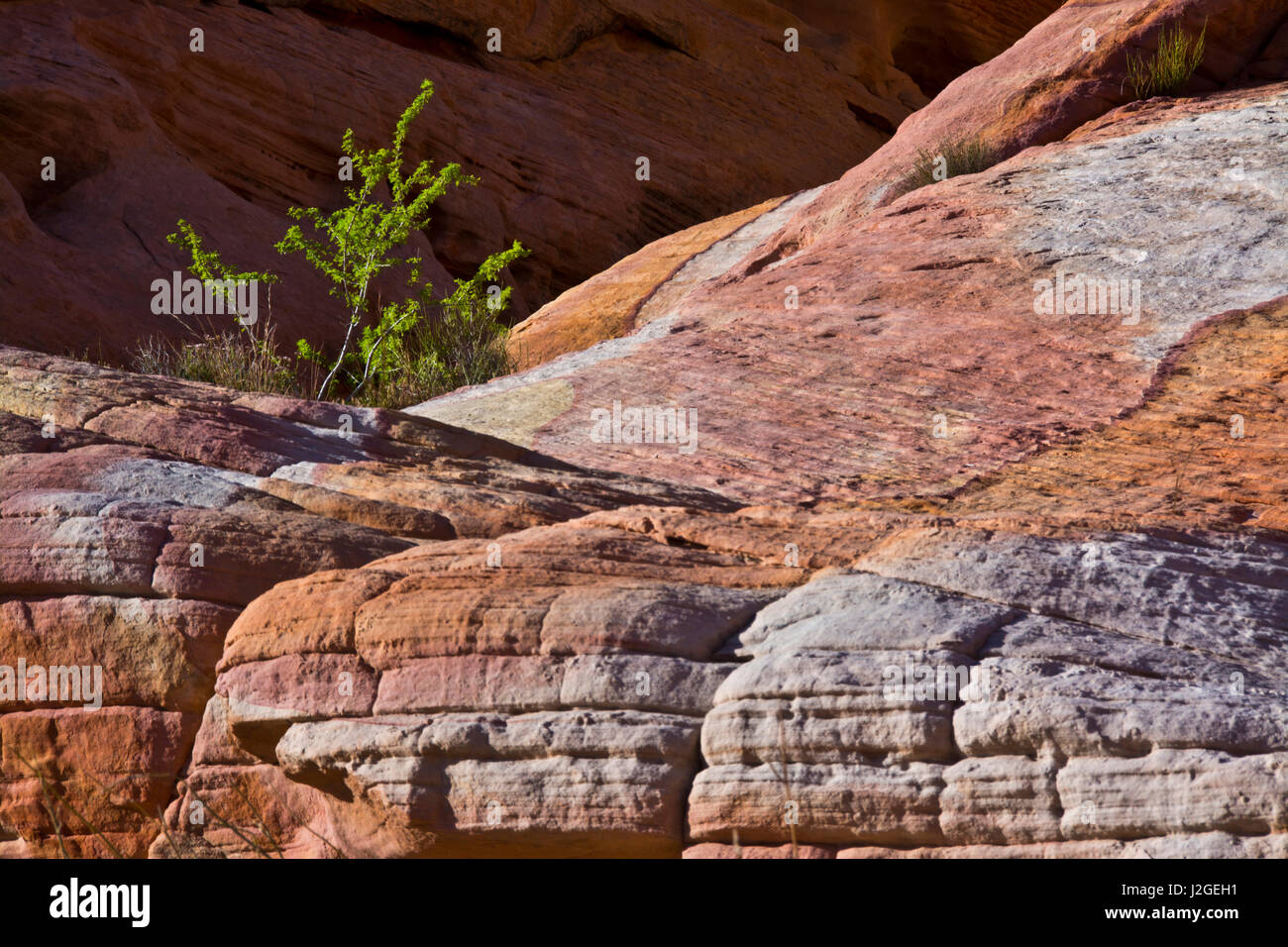 Lone bush, colorful rocks, scenic drive, Valley of Fire State Park ...