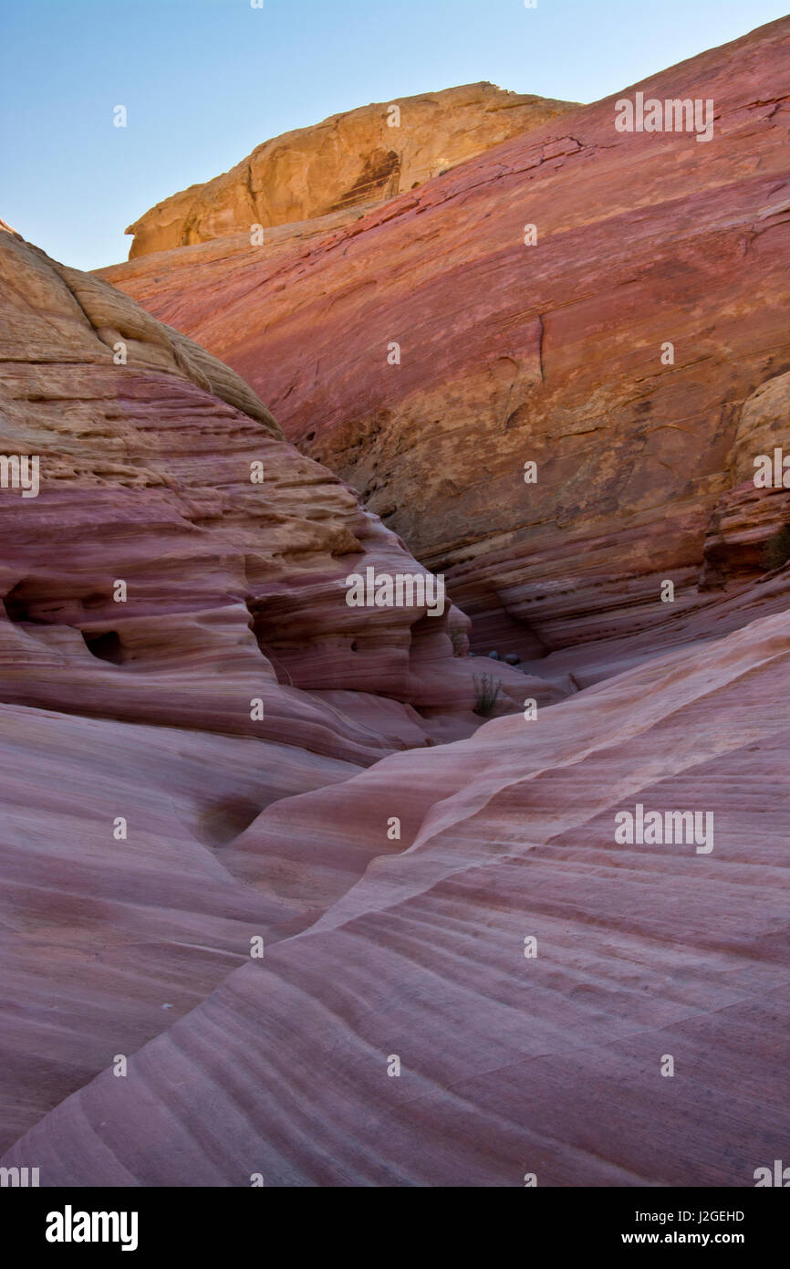 Pink Canyon, Valley of Fire State Park, Overton, Nevada, USA Stock ...