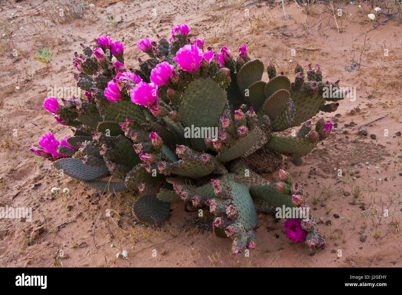 Prickly Pear Cactus, in bloom, Valley of Fire State Park, Overton ...