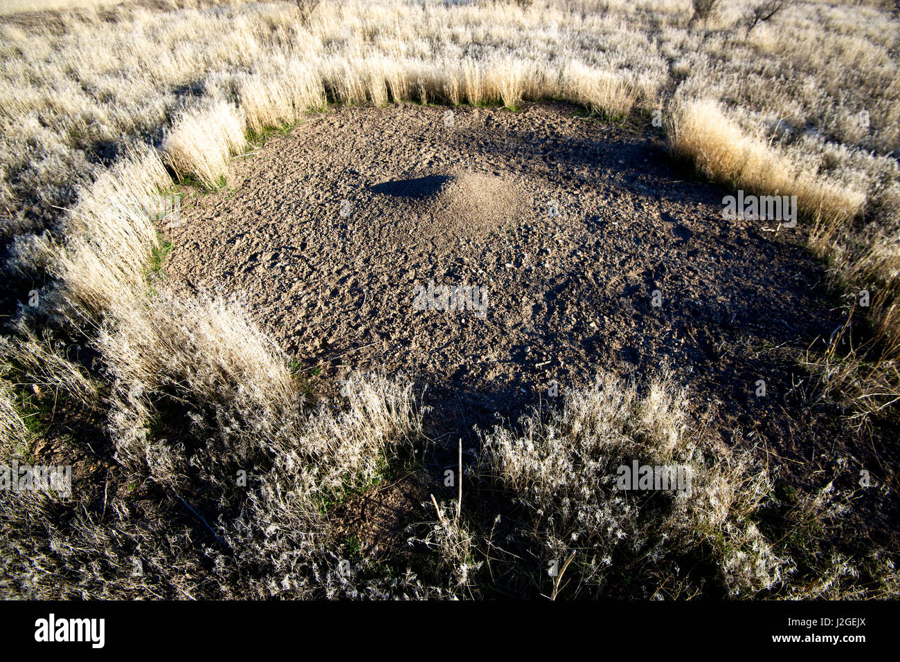 A harvester ant colony in Nevada leaves a 2 meter (yard) clearing in ...