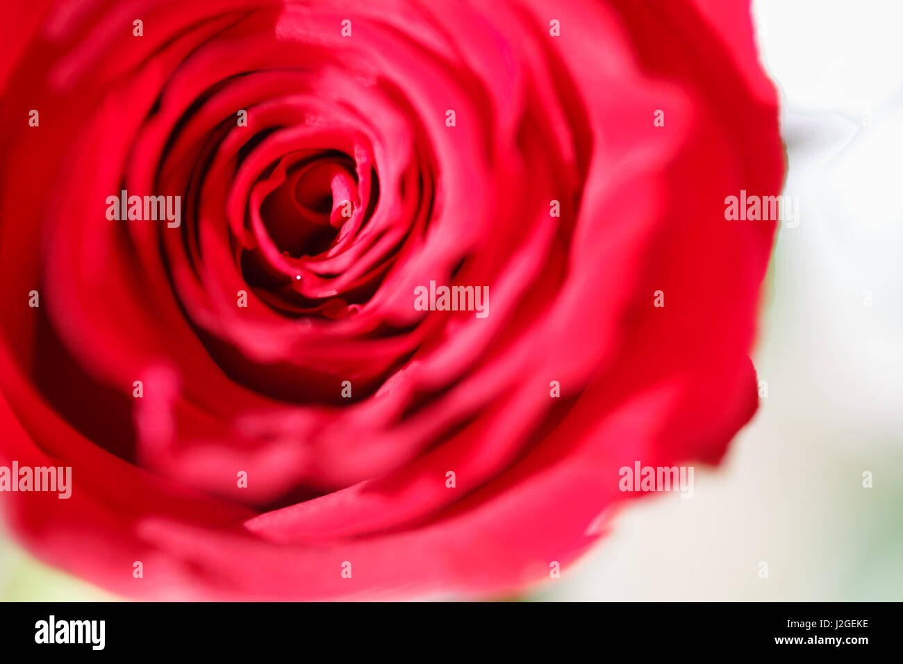 red rose background Stock Photo - Alamy