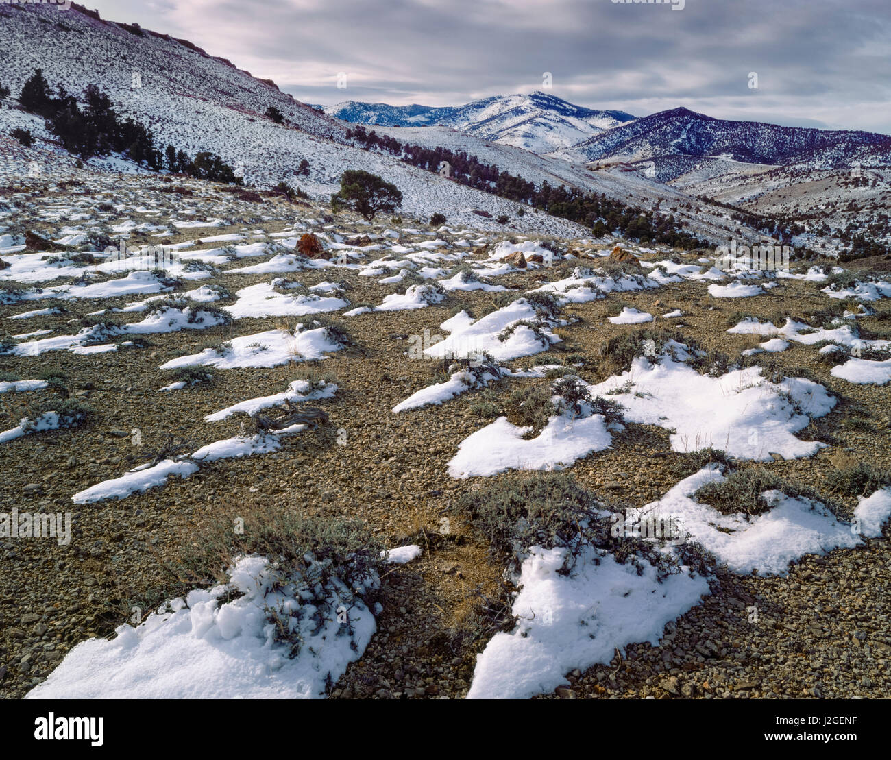 Nevada. USA. Wind-blown snow caught behind sagebrush. Pequop Range ...