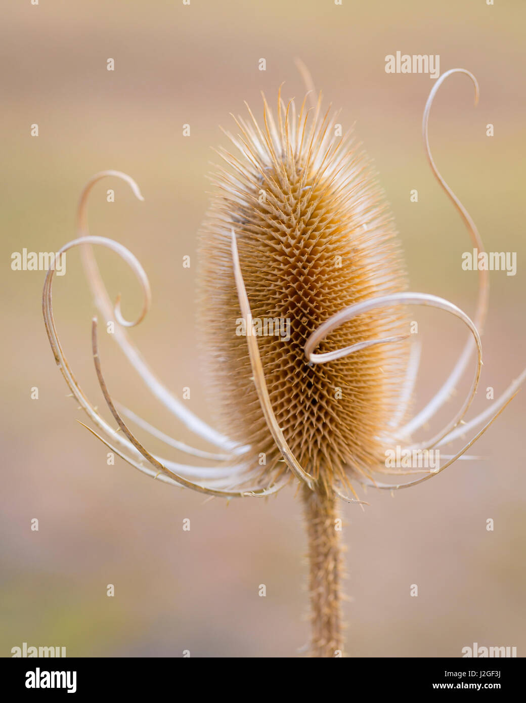 USA, Oregon, Malheur National Wildlife Refuge. Close-up of dried teasel ...