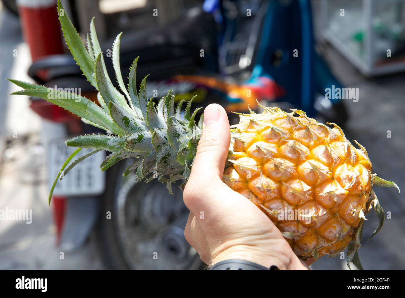 Pineapple in the man's hand Stock Photo - Alamy