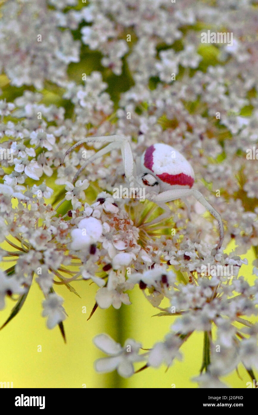 USA, Oregon. Crab spider on wild carrot bloom. Credit as: Steve Terrill ...