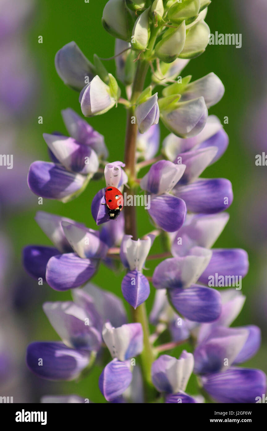 USA, Oregon. Ladybug on lupine flower. Credit as: Steve Terrill ...