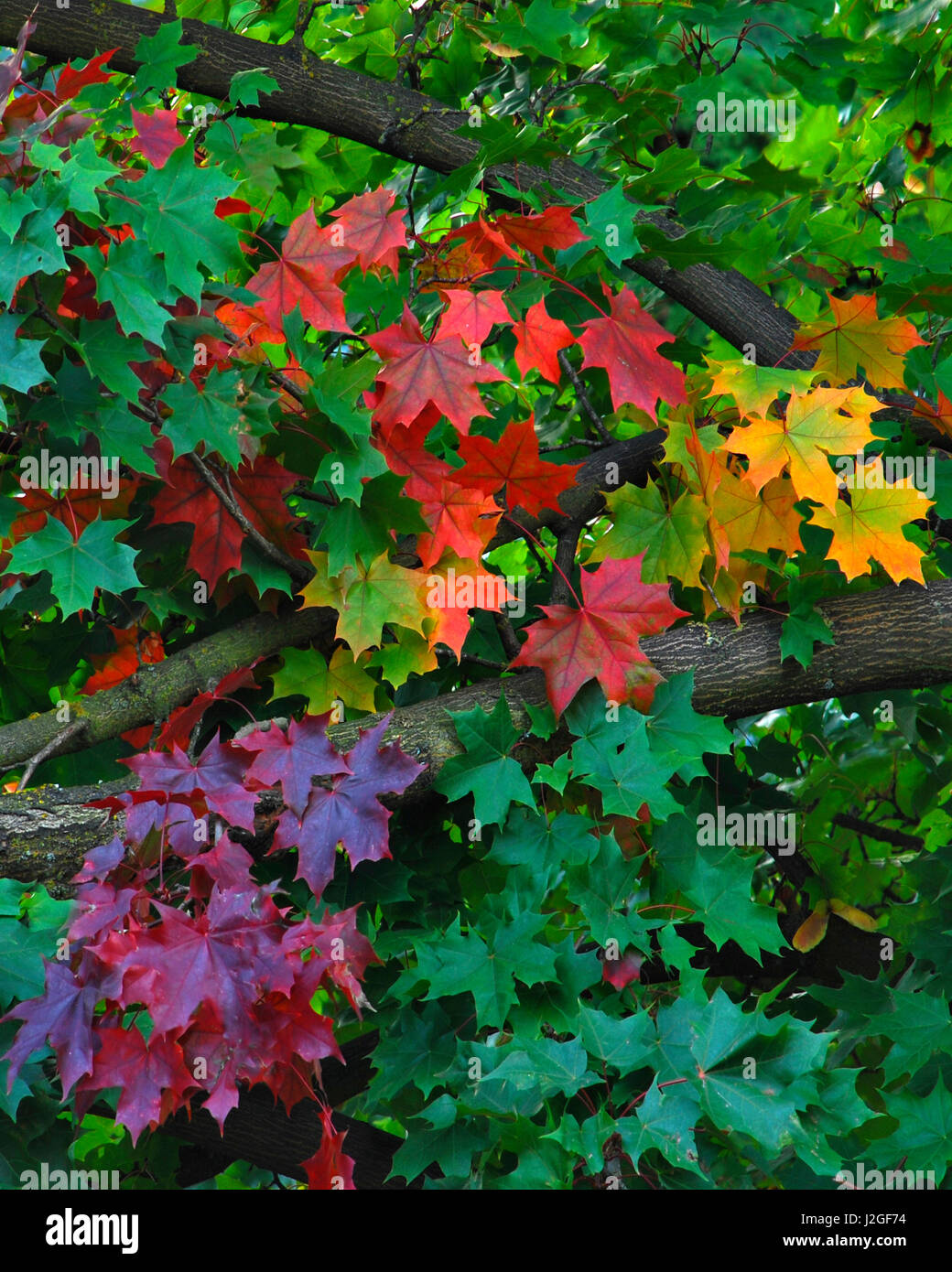 USA, Oregon, Portland. Sugar maple tree scenic. Credit as: Steve ...