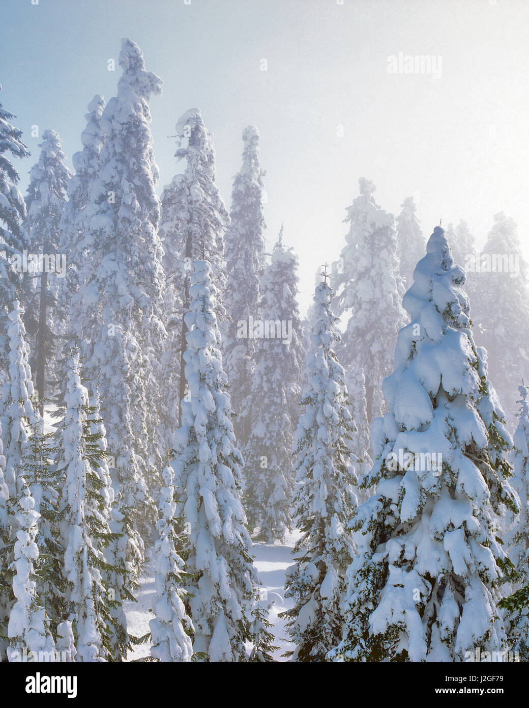USA, Oregon, Mt Ashland. Fresh snow on evergreens. Credit as: Steve ...