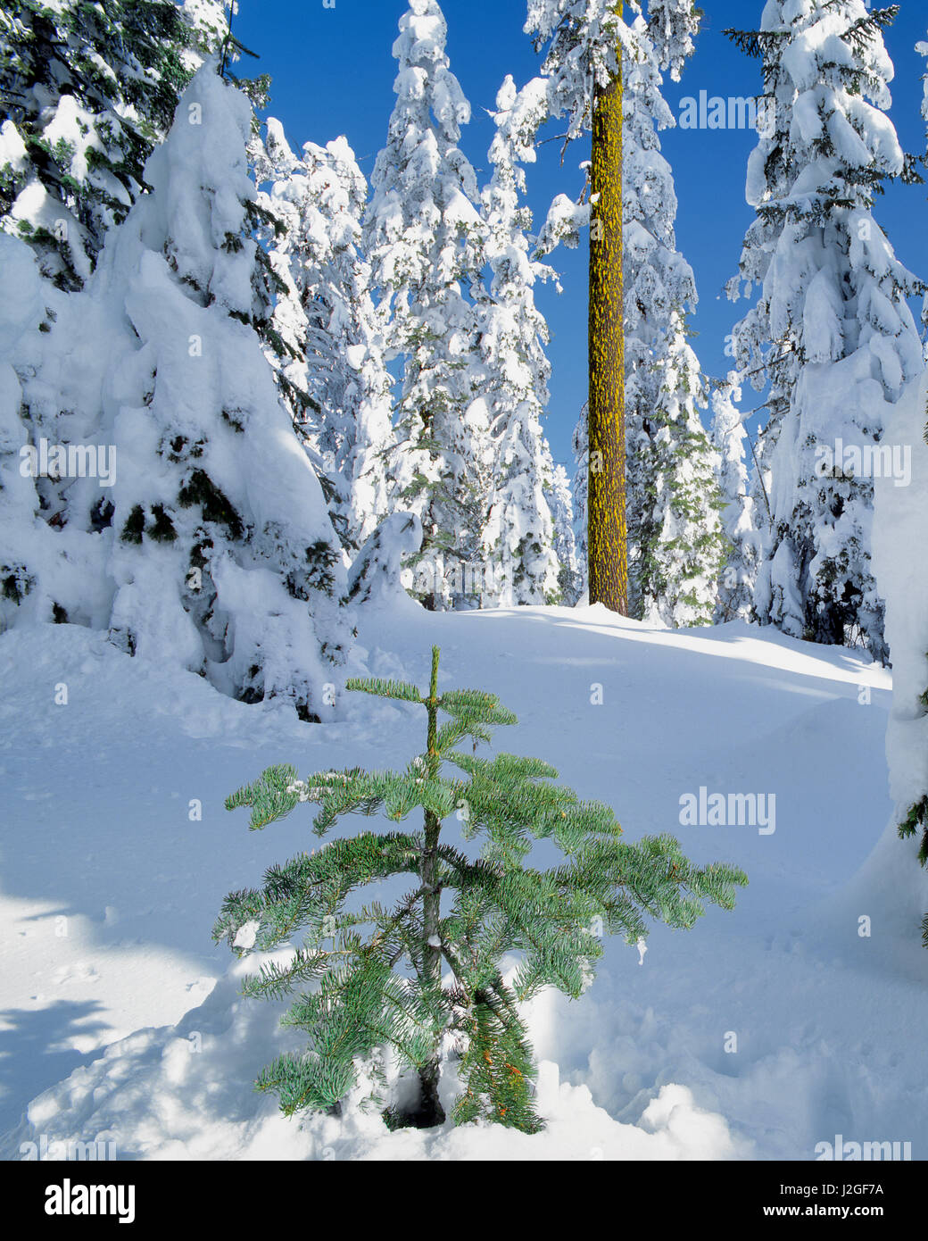 USA, Oregon, Rogue River National Forest. Scenic of new snow on forest ...