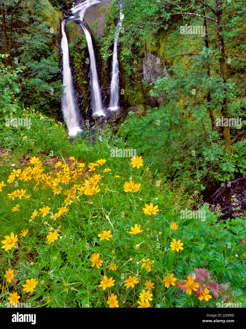 USA, Oregon, Columbia River Gorge National Scenic Area. Scenic of ...
